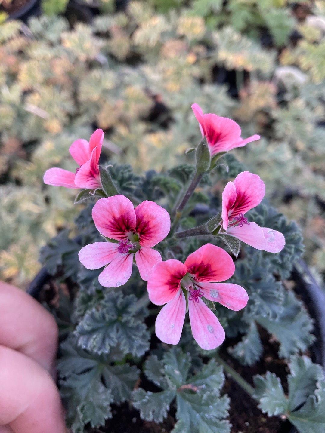 Scented Geranium, ‘aroma’ Bunny Brunch - Etsy