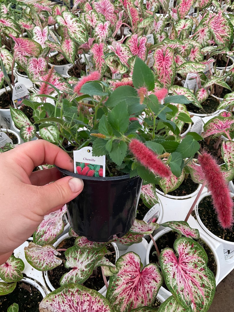 Chenille Plant Acalypha Pendula - Etsy