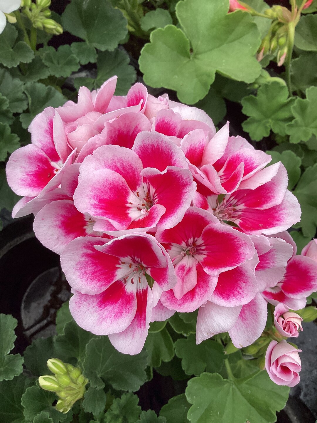 Geranium, Pelargonium, flower Fairy, White Splash - Etsy
