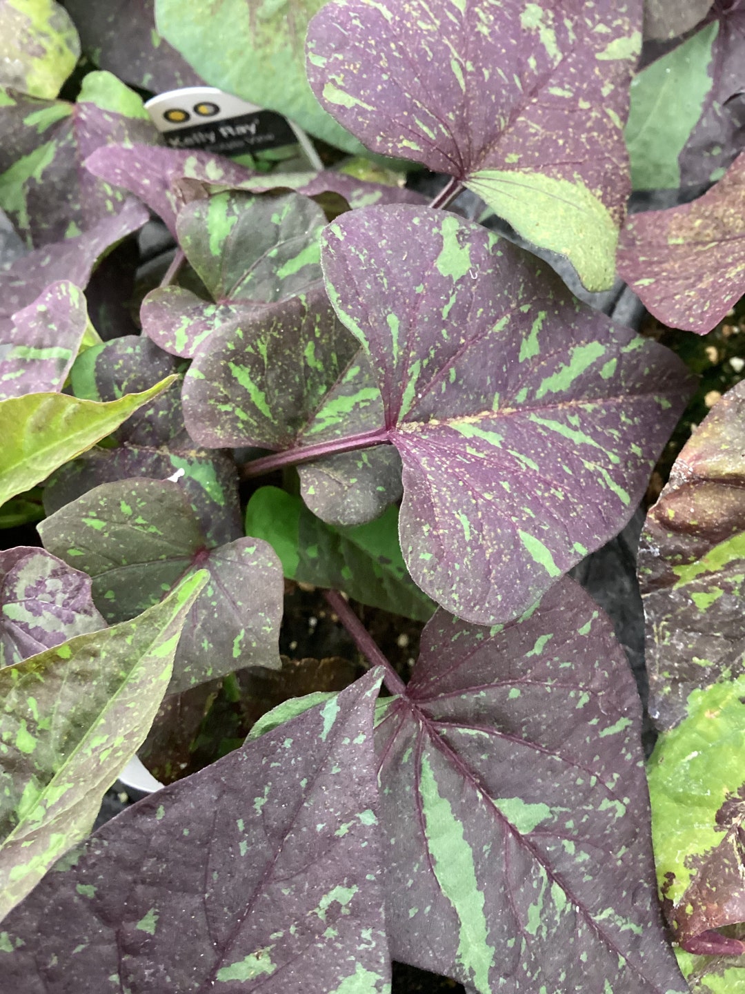 Ipomoea, Sweet Potatoe Vine, ‘kelly Ray’ - Etsy