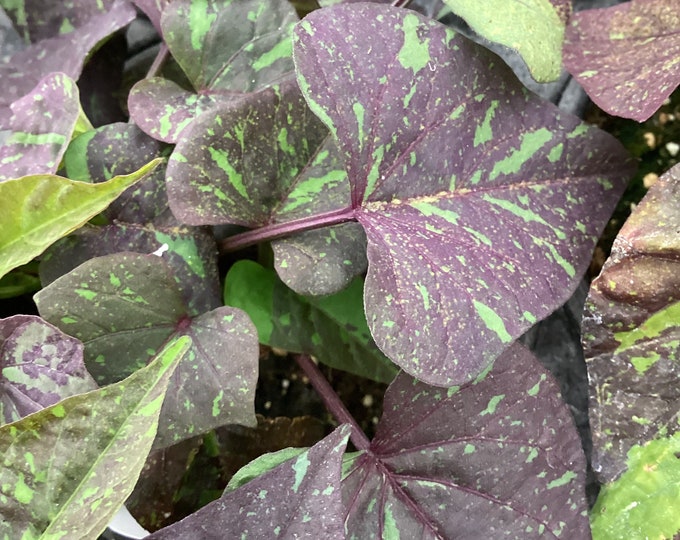 Ipomoea, Sweet Potatoe Vine, ‘kelly Ray’ - Etsy