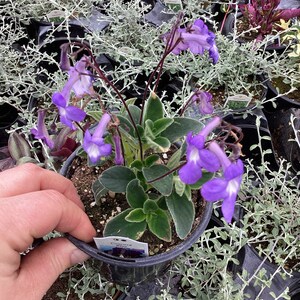 Streptocarpus, ‘concord Blue’ - Etsy