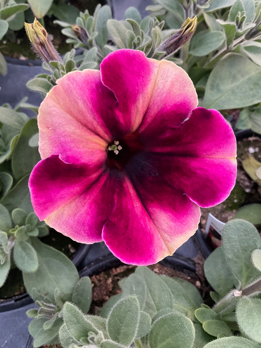 Petunia, ’crazytunia Blackberry Cheesecake’ - Etsy