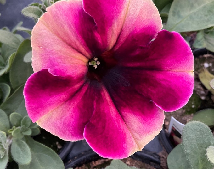 Petunia Ray Black - Etsy
