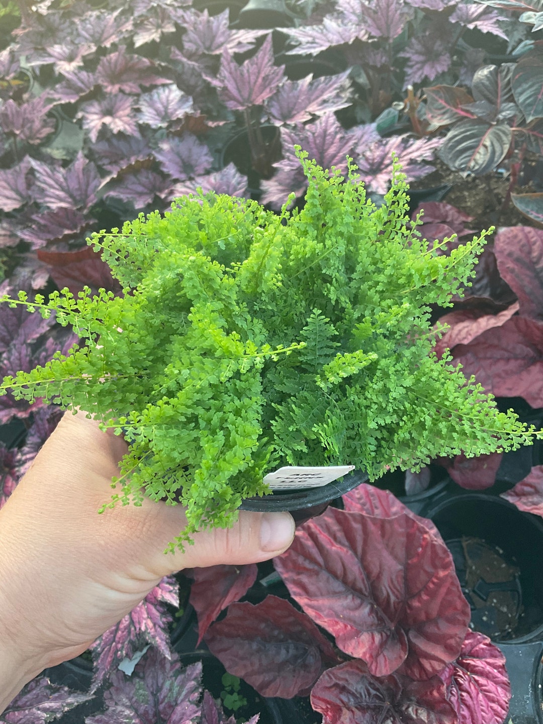 Fern Cotton Candy - Etsy