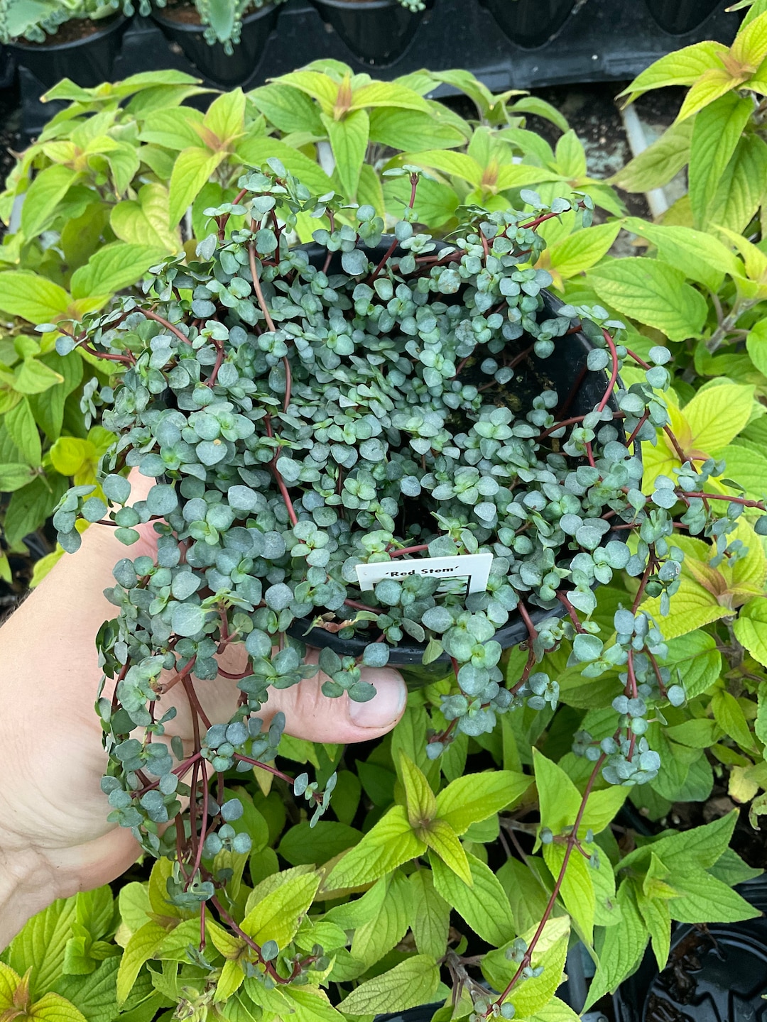Pilea Red Stem / Babies Tears / Silver Sprinkles - Etsy