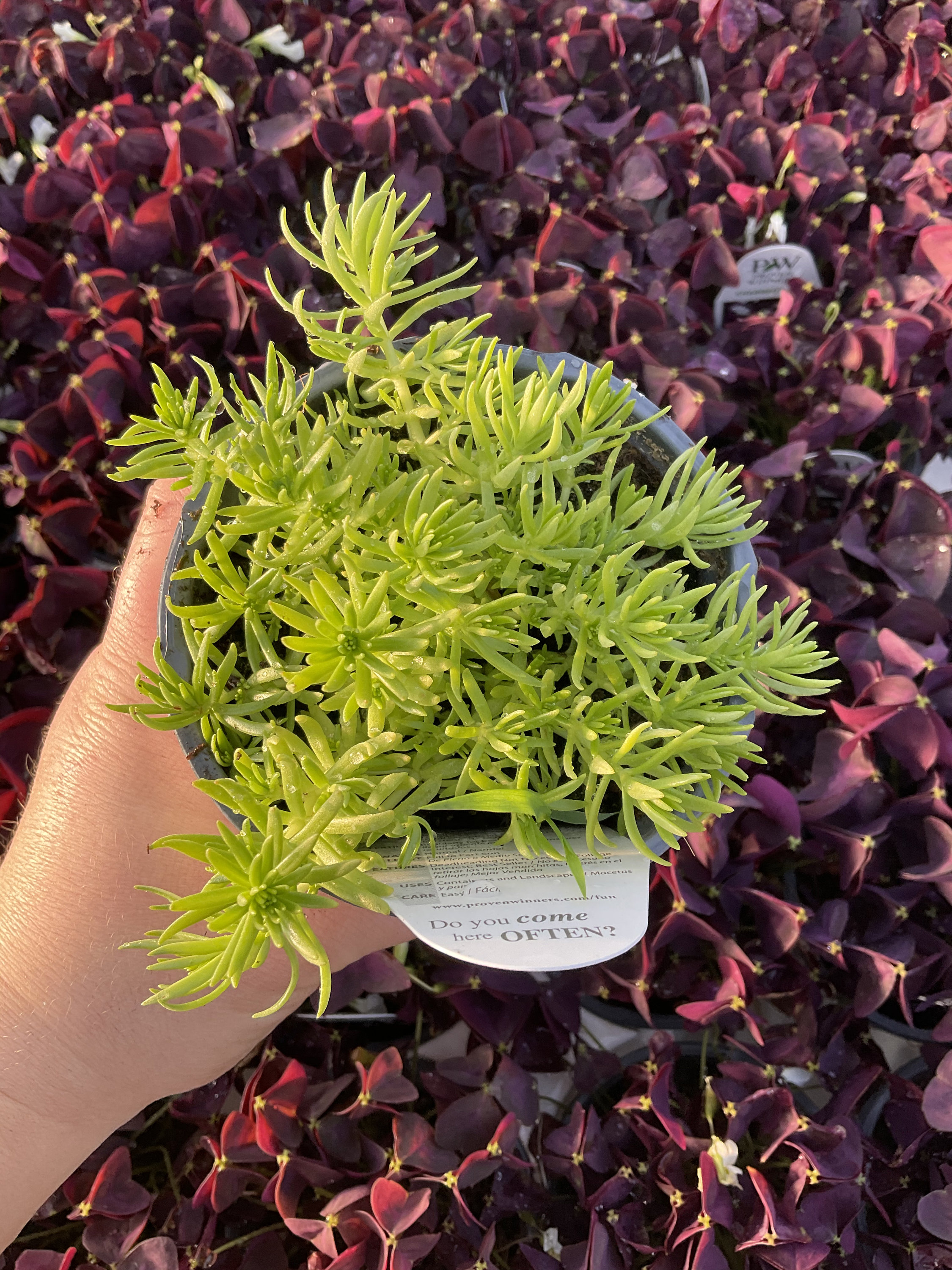 Sedum Lemon Ball