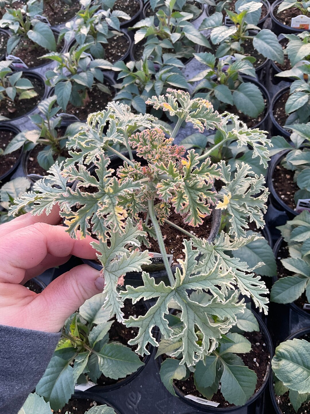 Scented Geranium, ‘aroma’ Lady Plymouth - Etsy