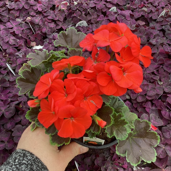 Hardy Geranium - Etsy