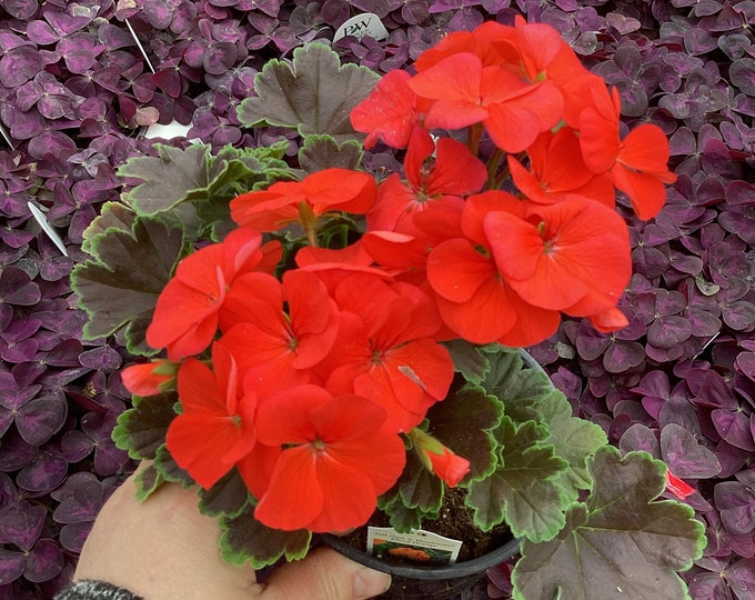Geranium, Pelargonium, tall Dark & Handsome, Blood Orange - Etsy