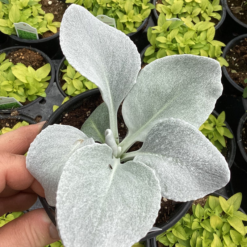 House Angel Wings - Etsy