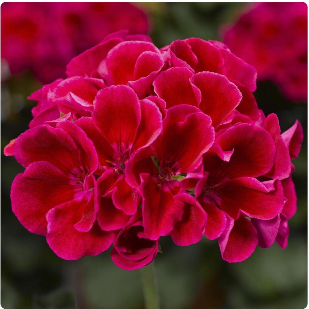 Geranium, Zonal, Pelargonium, ‘calliope’ Medium Crimson Flame - Etsy