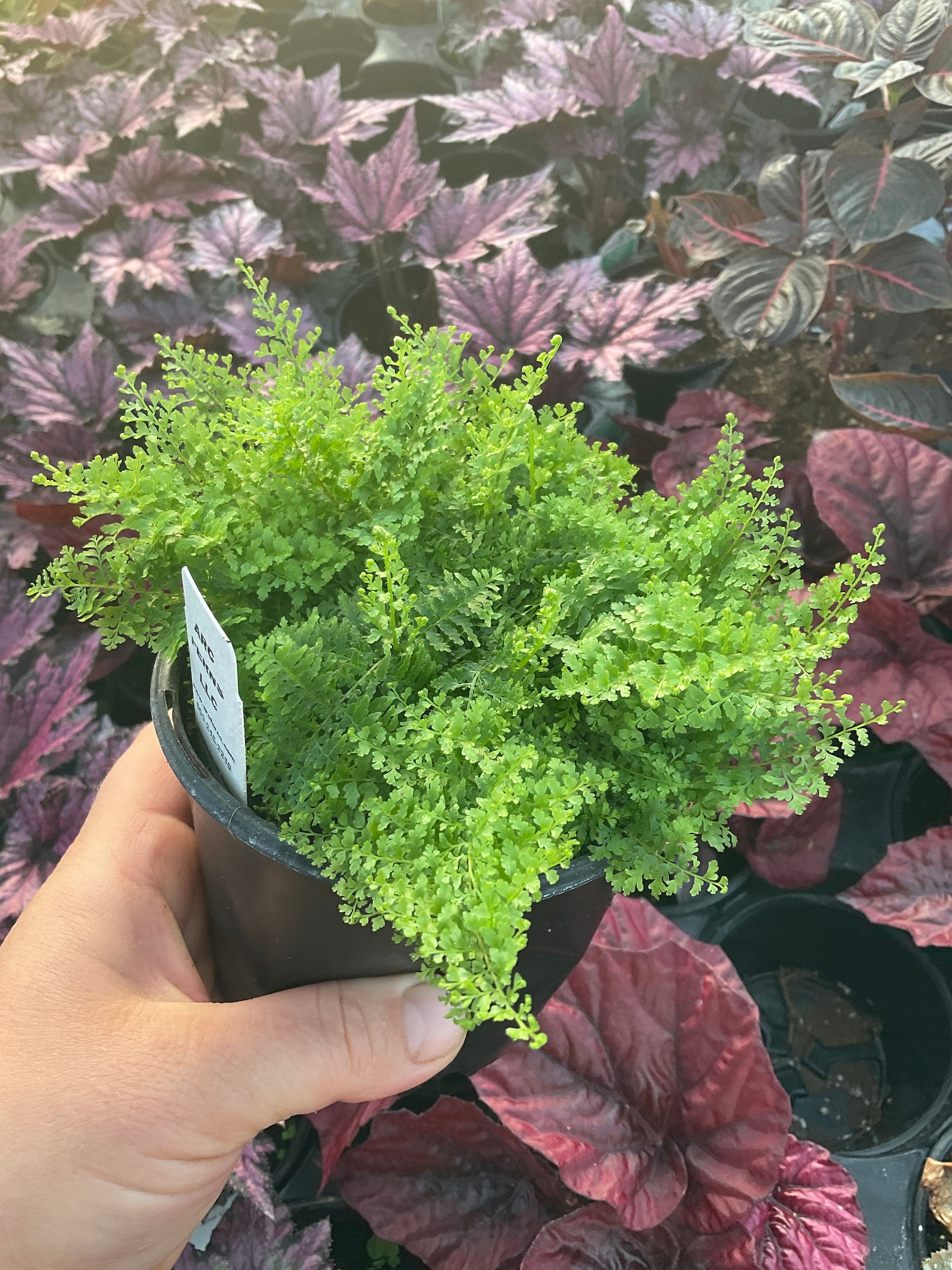 Fern Cotton Candy - Etsy