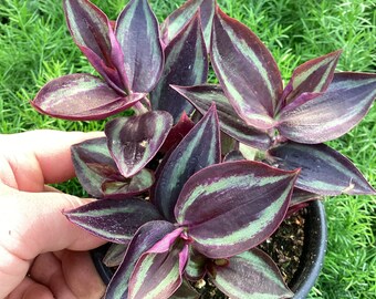 Red Wandering Jew, Tradescantia Rooted 4 Inch Pot - Etsy