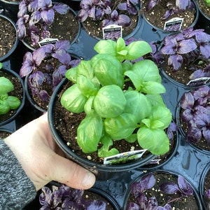 Basil, Everleaf Genovese - Etsy