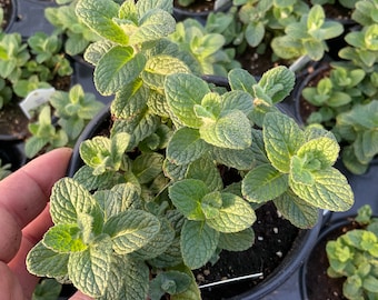 Apple Mint Cuttings Live Plant Cuttings for Rooting AKA Pineapple ...