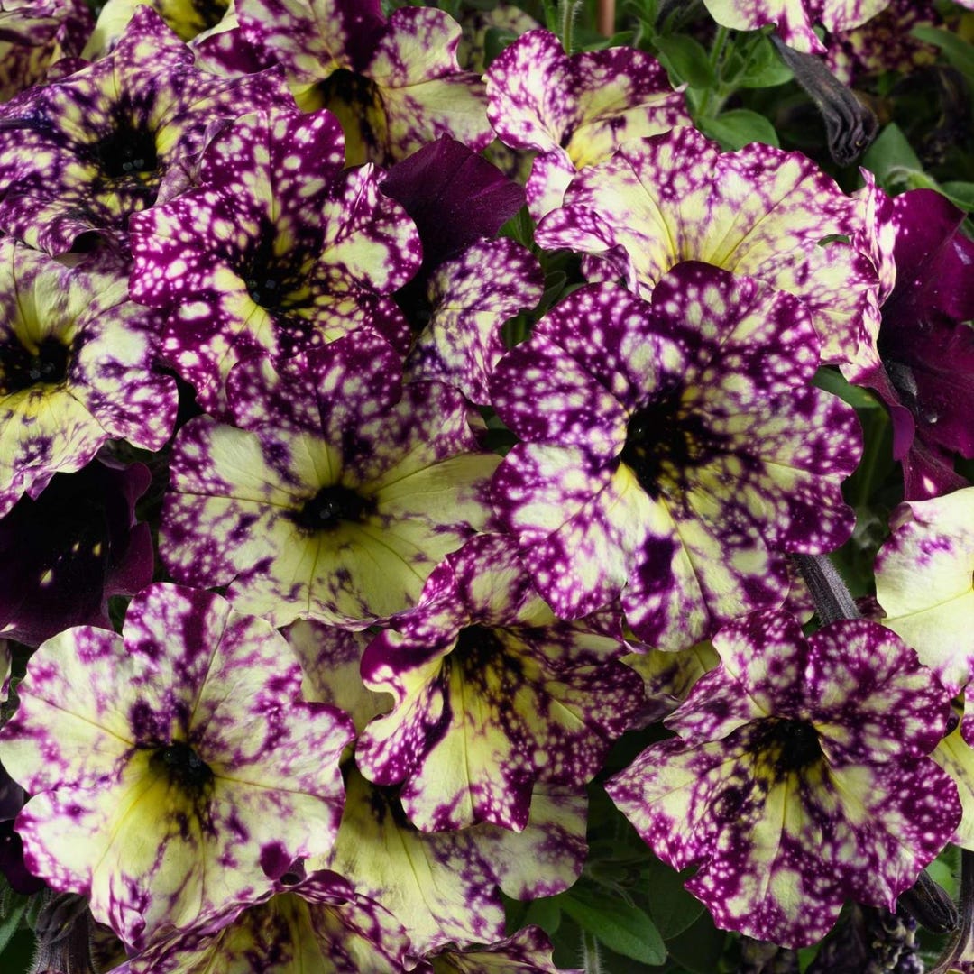 Petunia, ‘splash Dance’, Magenta Mamba - Etsy
