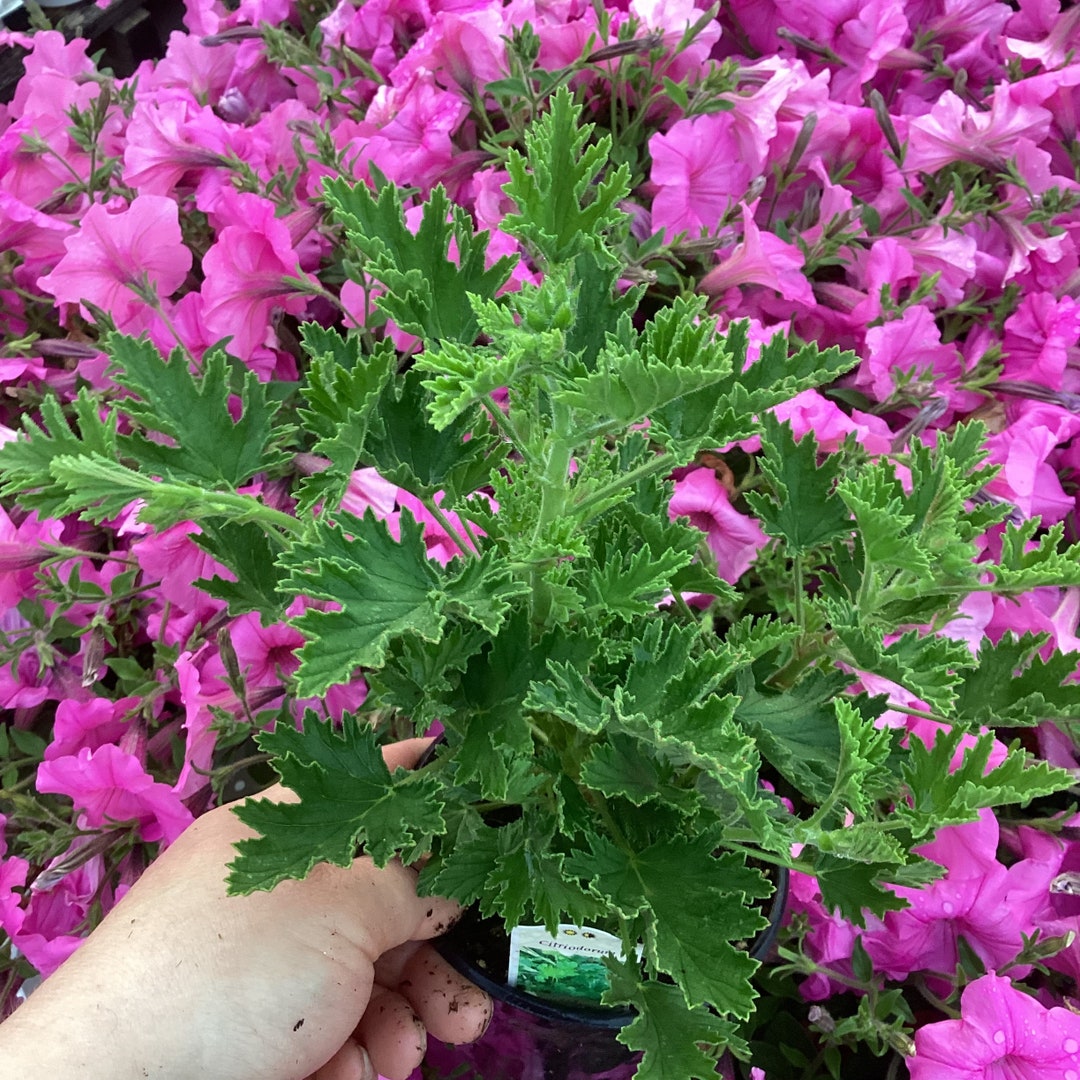 Scented Geranium, ‘citriodorum’ - Etsy