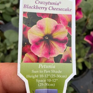 Petunia, crazytunia Blackberry Cheesecake - Etsy