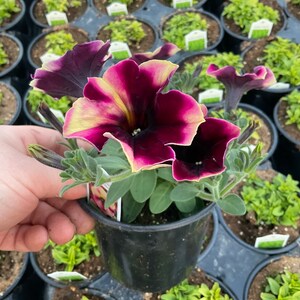 Petunia, crazytunia Blackberry Cheesecake - Etsy