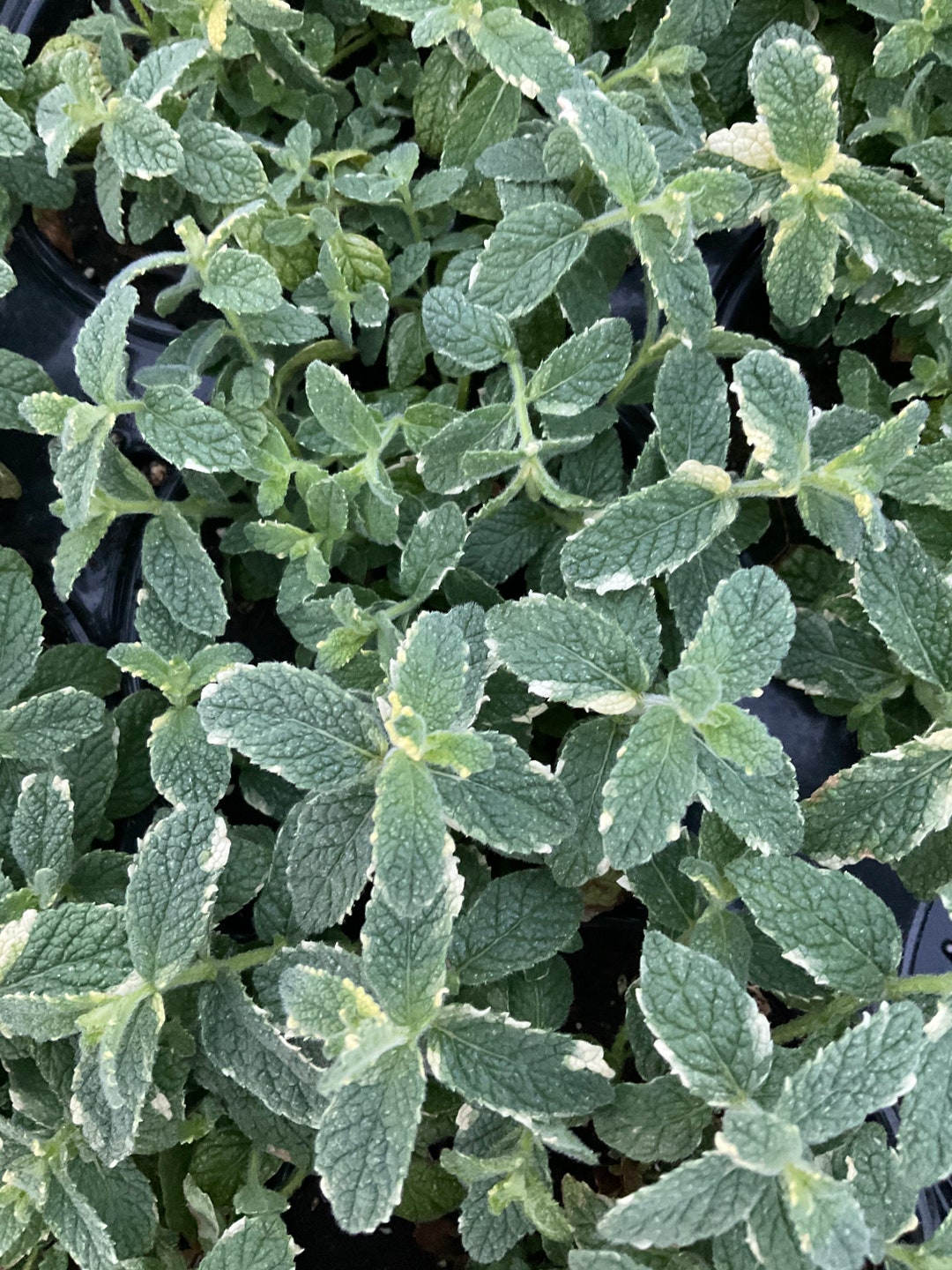 Pineapple Mint - Etsy