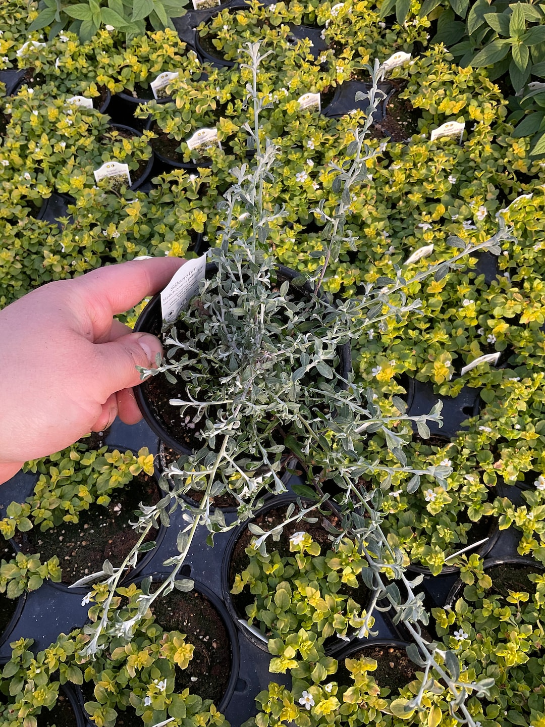 Helichrysum Petiolare, Silverstar - Etsy