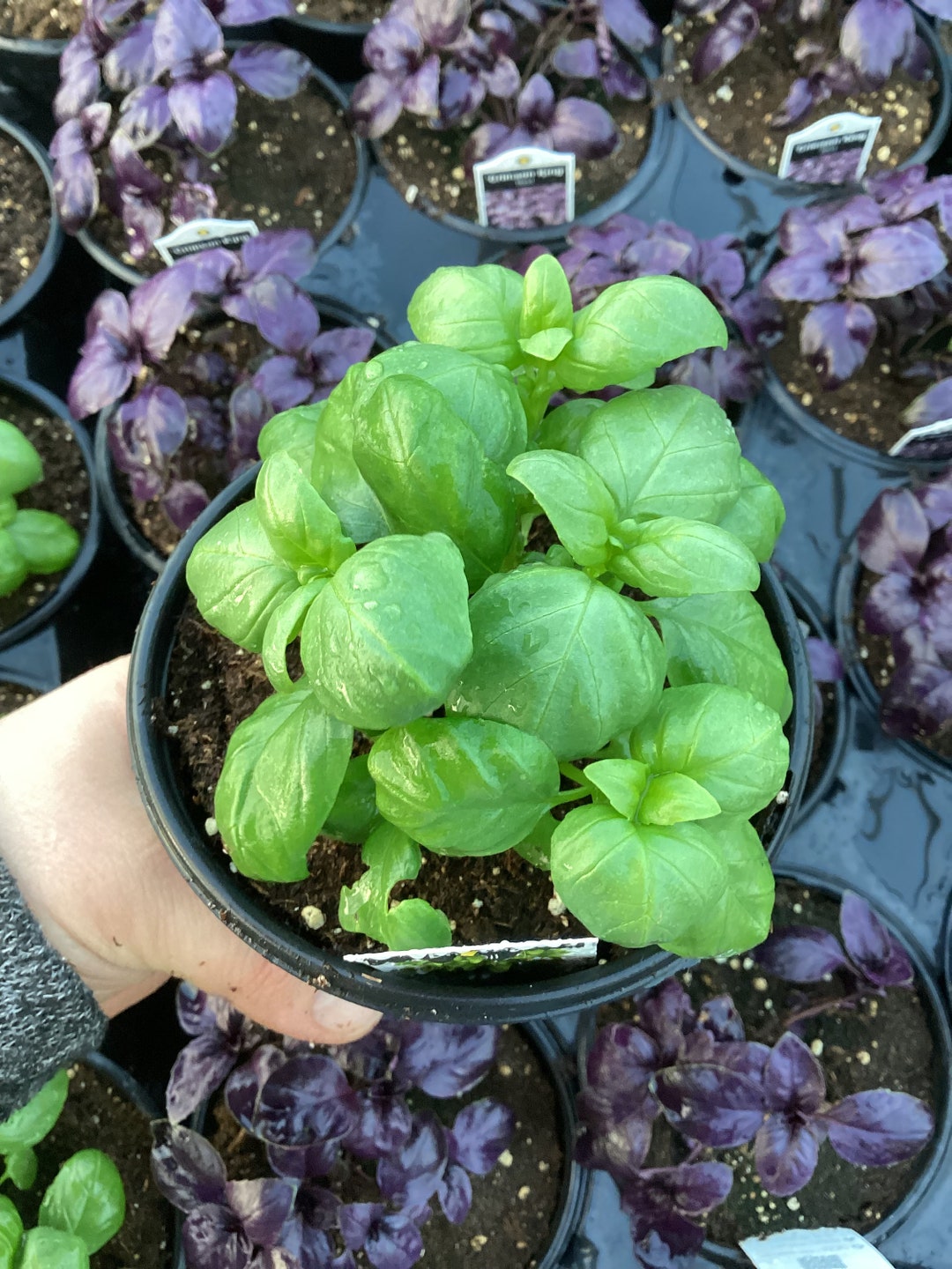 Basil, Everleaf Genovese - Etsy