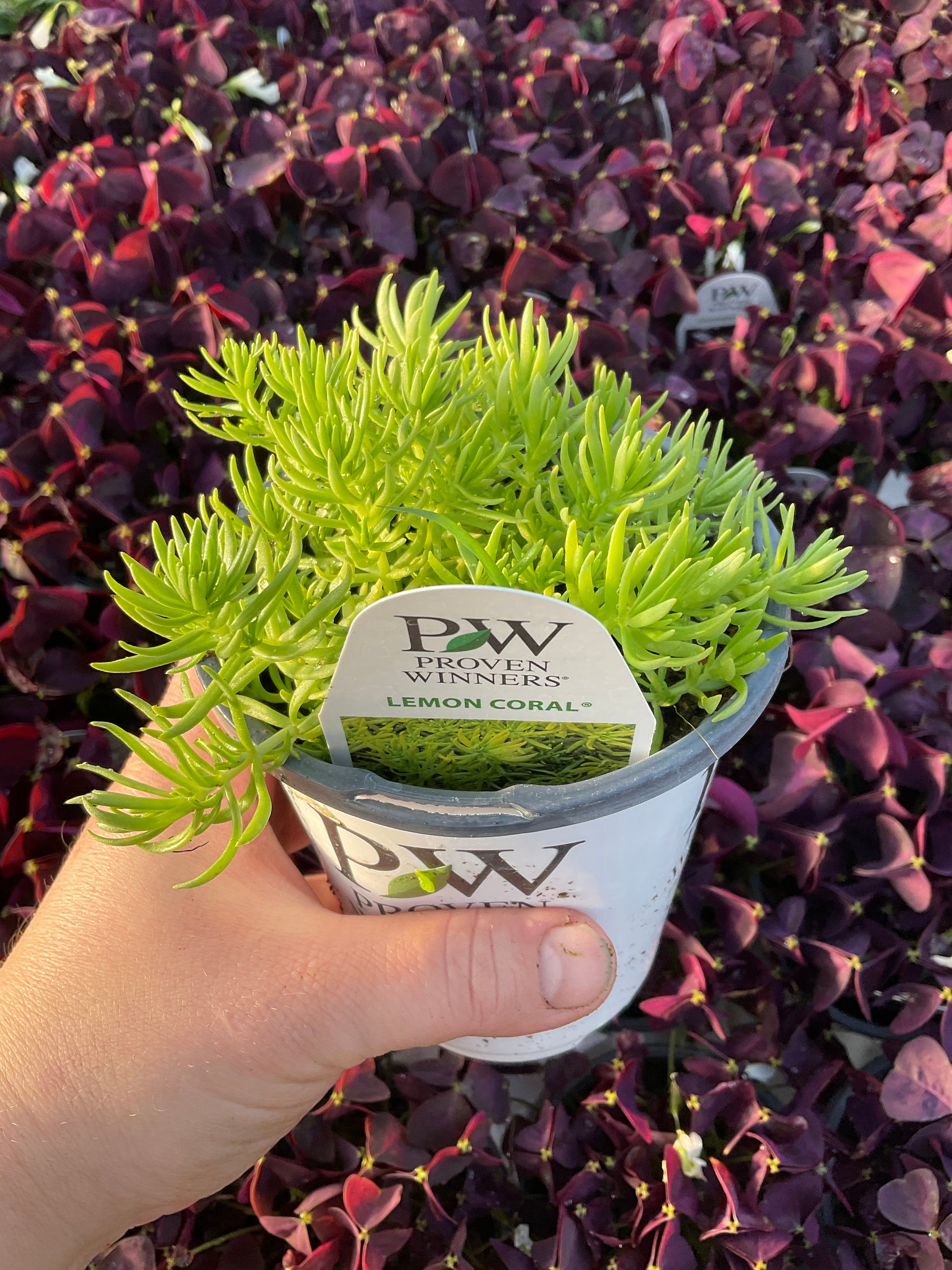 Sedum Lemon Coral