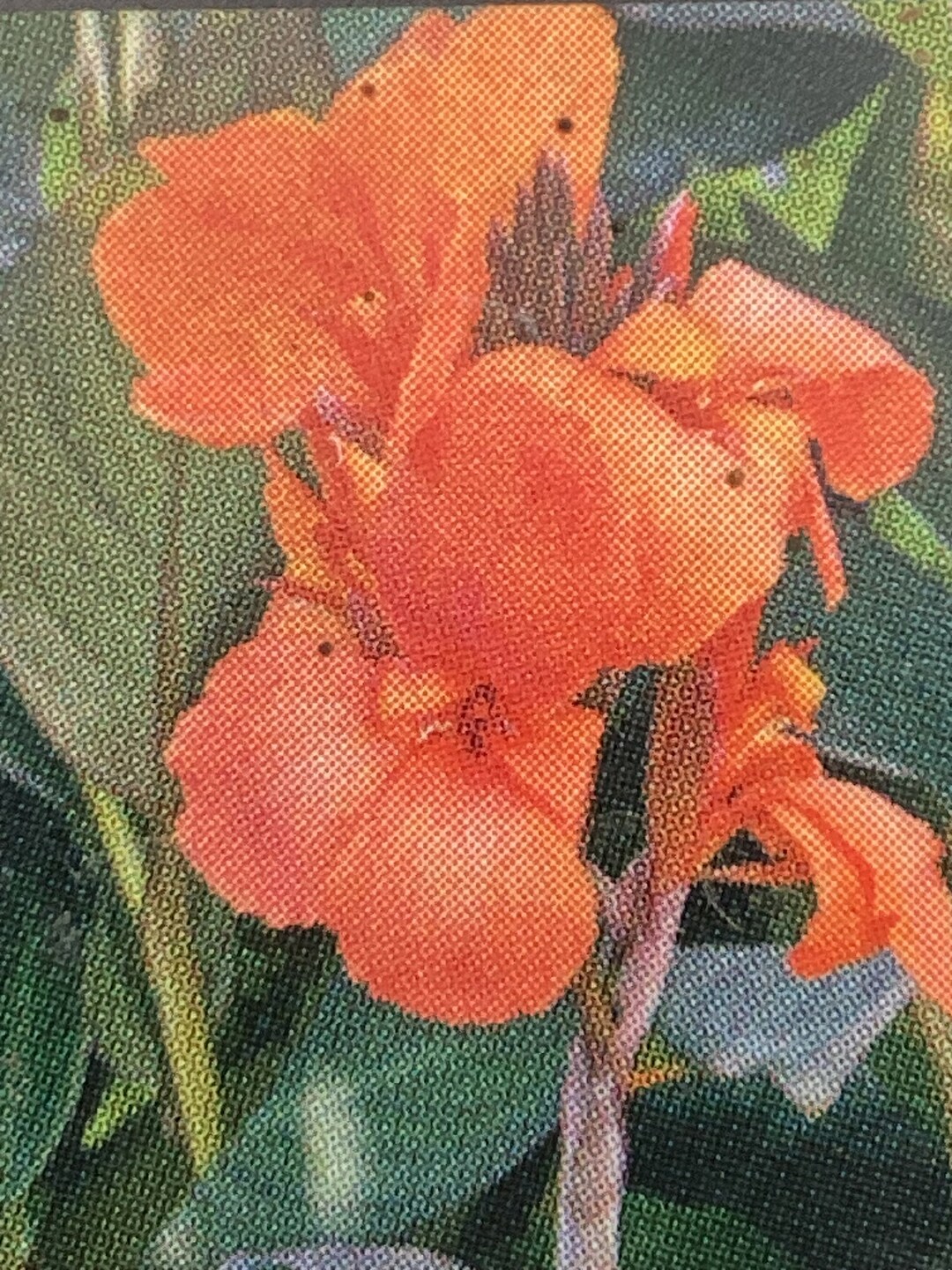 Canna, canova, Bronze Orange - Etsy