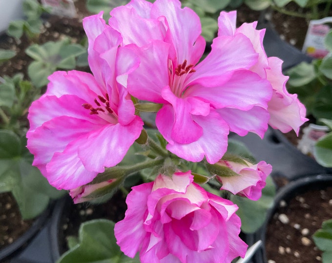 Geranium, Ivy League Cherry Blossom - Etsy