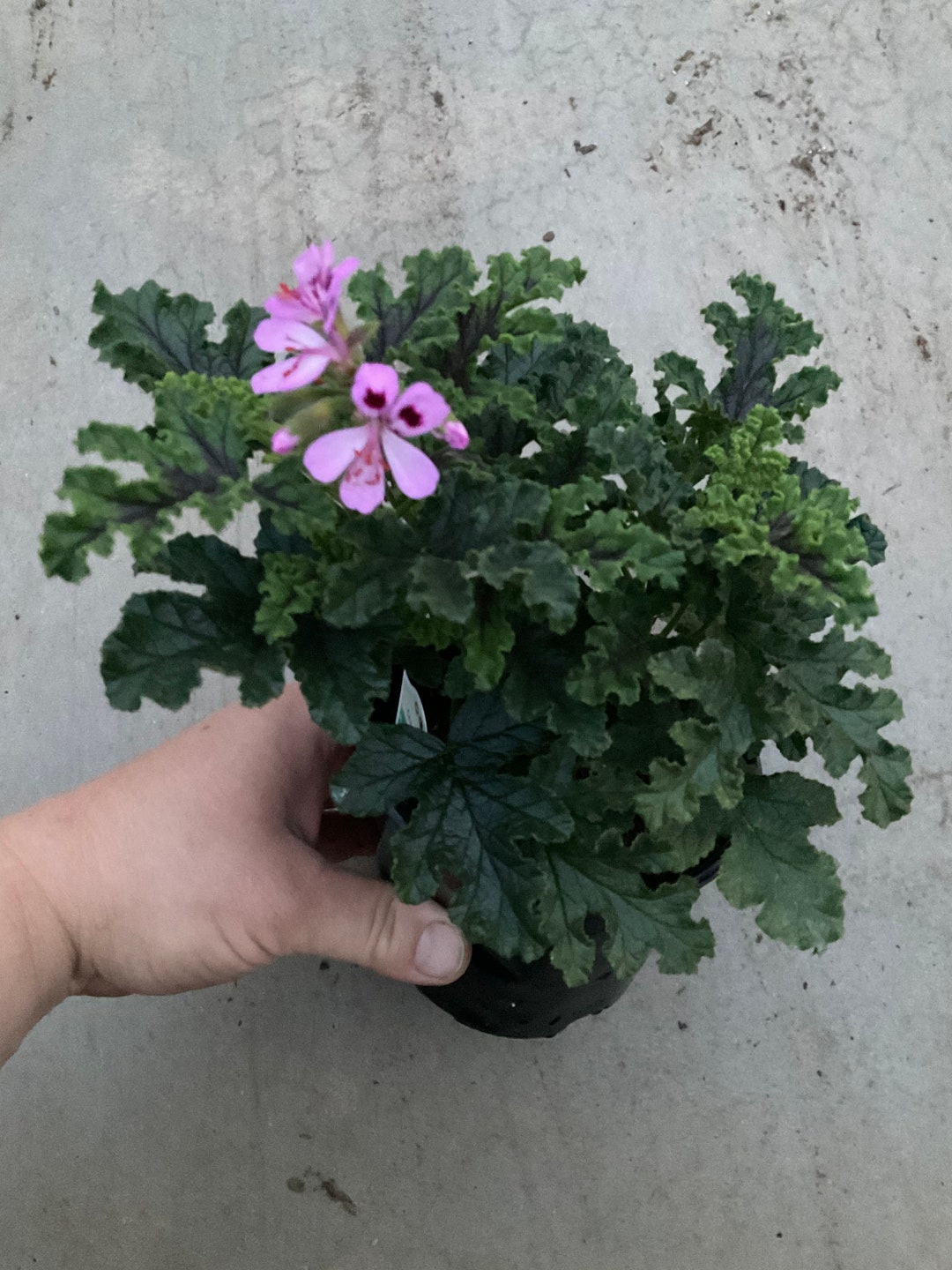 Scented Geranium Quercifolia - Etsy