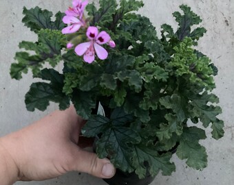 Hard to Find Tutti Frutti Nutmeg Scented Geranium Starter Plant Cutting ...