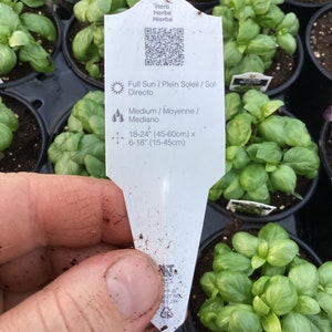 Basil, Everleaf Genovese - Etsy