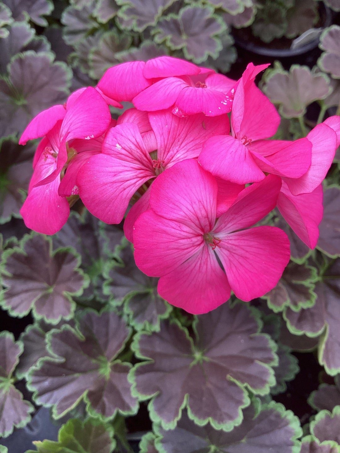 Geranium, Pelargonium, ‘tall Dark & Handsome, Hot Pink’ - Etsy