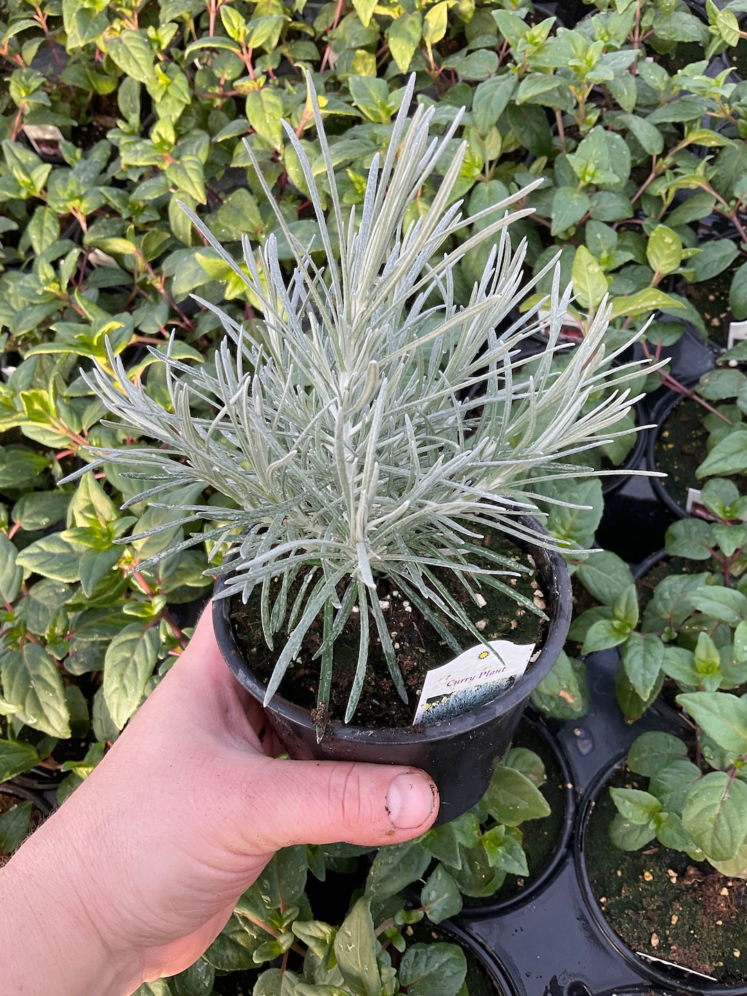 Helichrysum Italicum, Curry Plant - Etsy