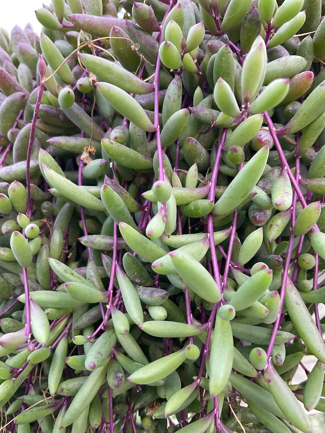 Ruby Necklace / String of Pickles Unrooted (no Roots) Cuttings - Etsy