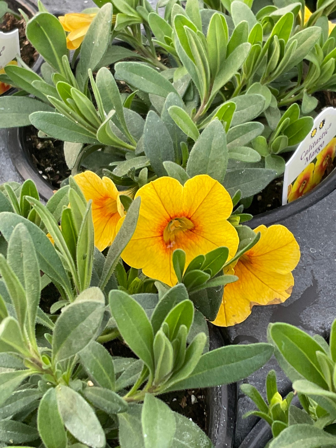 Calibrachoa calitastic Mango - Etsy