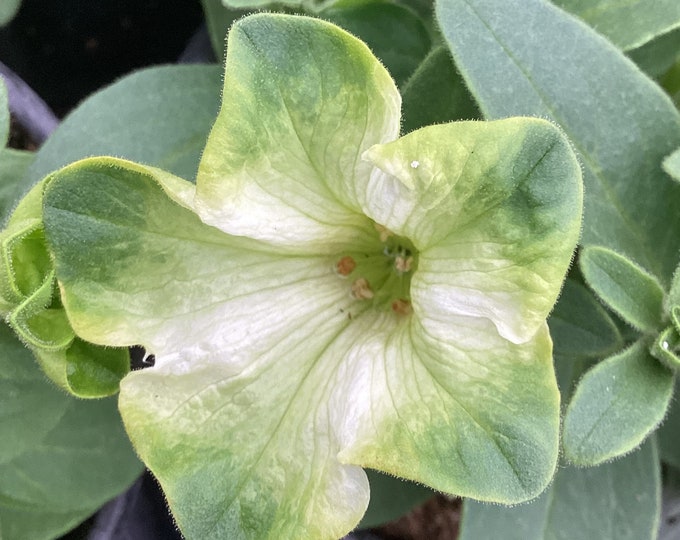 Petunia, Ray, ‘pistachio Cream’ - Etsy