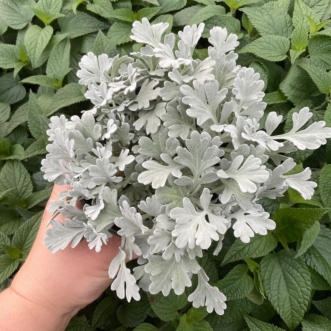 Artemisia, Fancifillers Sea Salt - Etsy