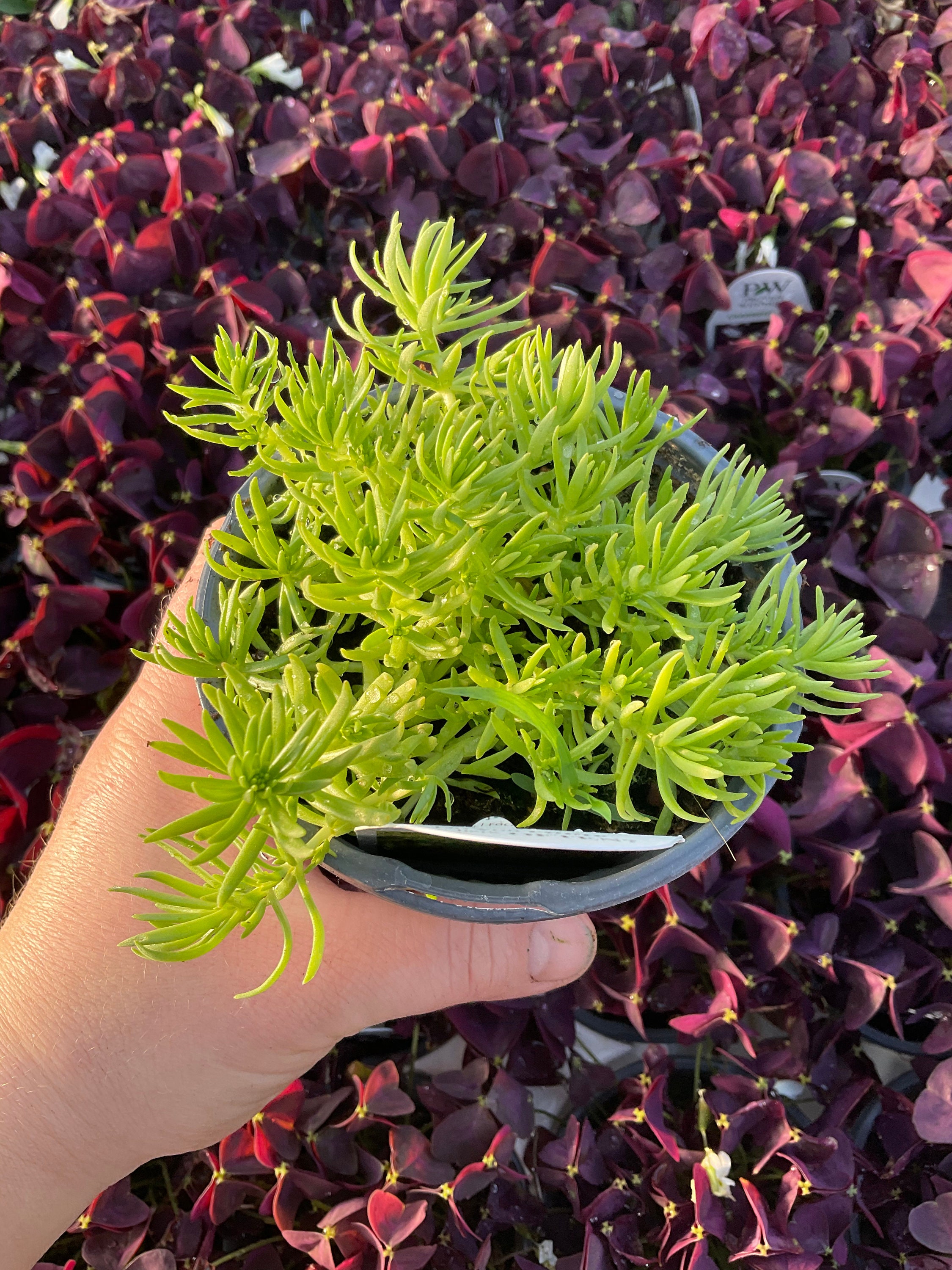 Sedum Lemon Coral