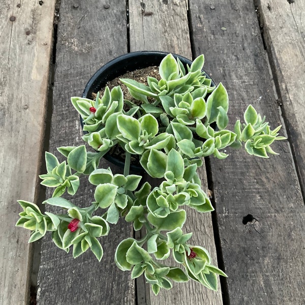 Succulent Plants - Etsy