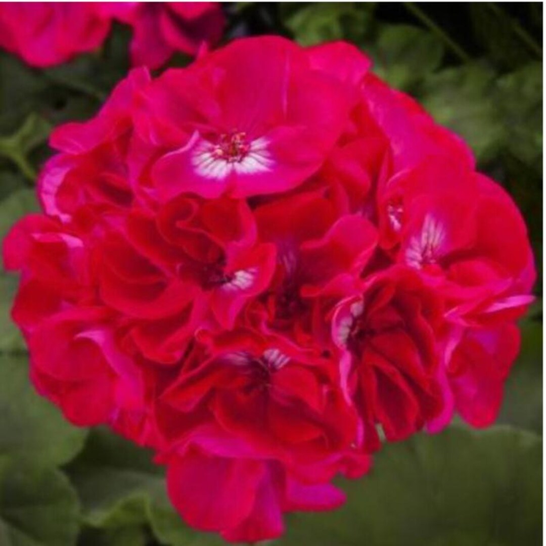 Geranium, Zonal ‘calliope’ Large Hot Rose - Etsy