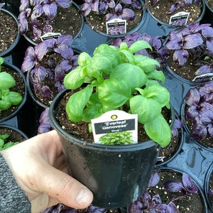 Basil, Everleaf Genovese - Etsy