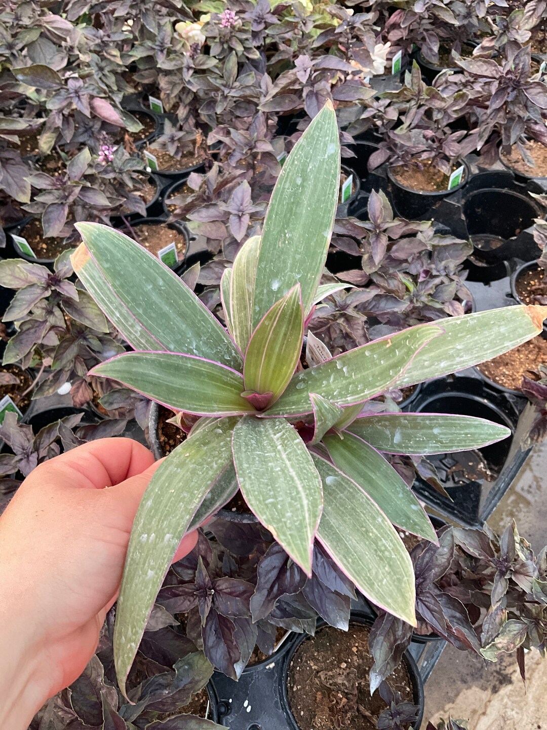 Rhoeo Tricolor Discolor - Etsy