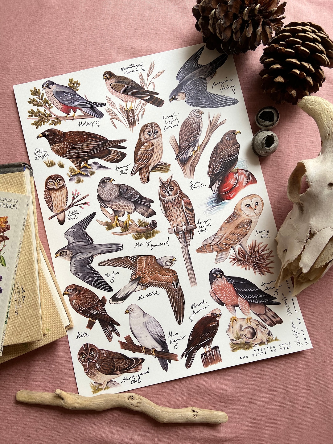 Owls and Birds of Prey Identification Poster Print - Etsy