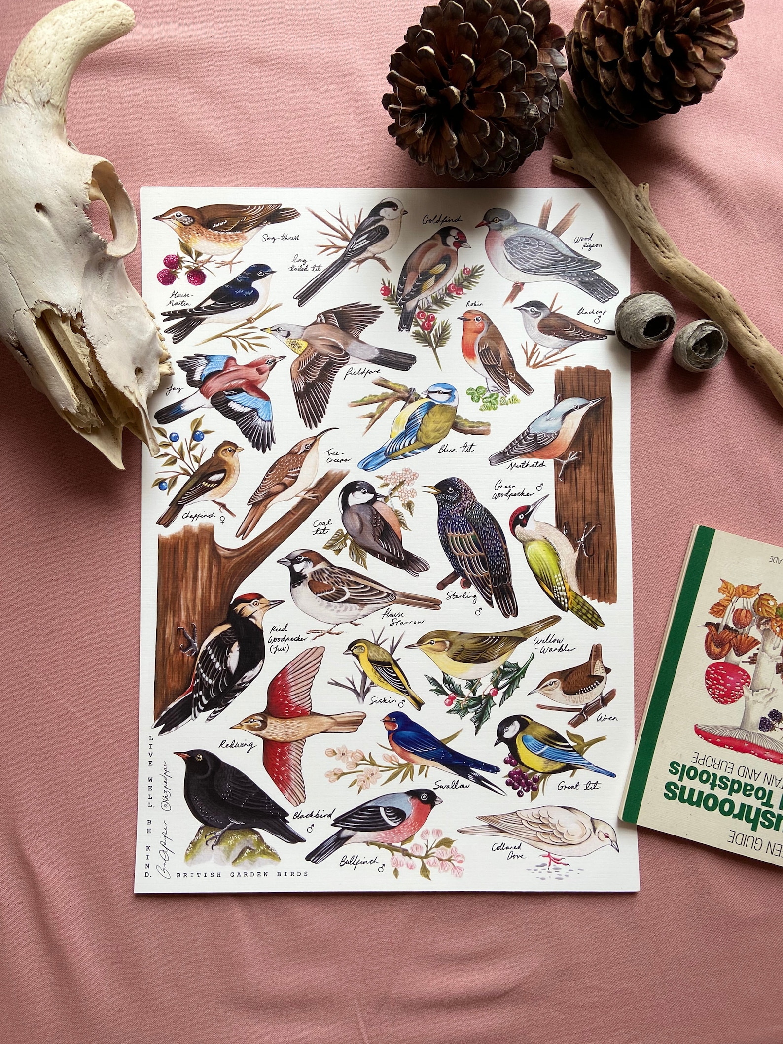 Garden Bird Identification Poster Print - Etsy