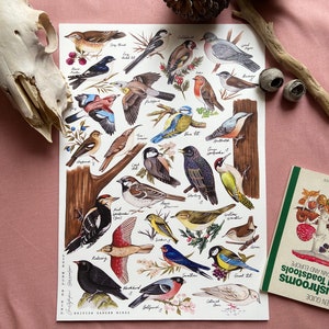 Garden Bird Identification Poster Print - Etsy