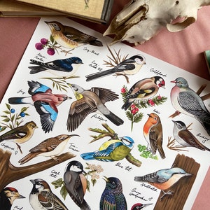 Garden Bird Identification Poster Print - Etsy