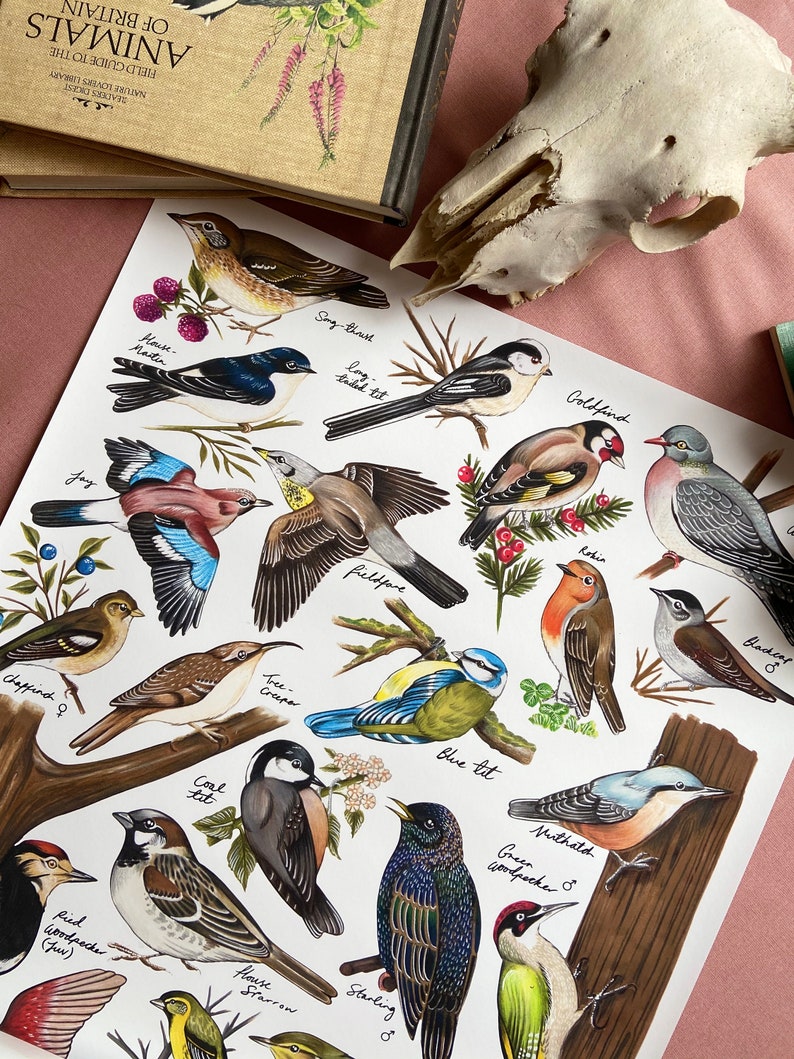Garden Bird Identification Poster Print - Etsy