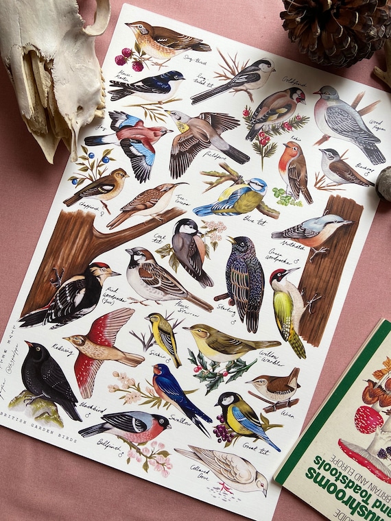 Garden Bird Identification Poster Print - Etsy